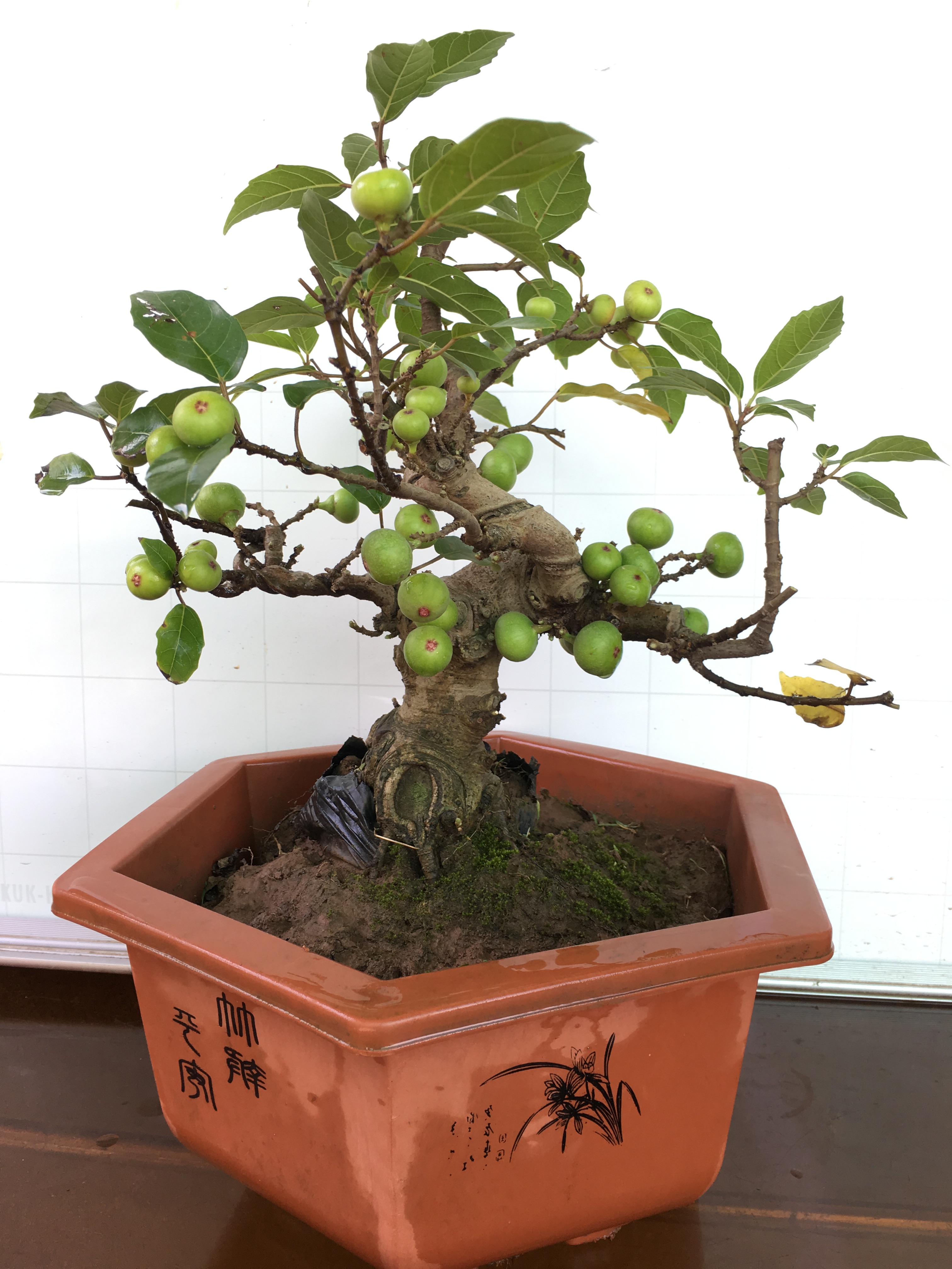 Bán Cây Cảnh Bonsai mini nhỏ để bàn, phòng làm việc, cây phong thủy